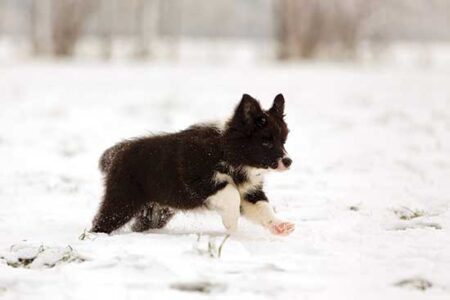 Homemade All-Natural Paw Balm Recipe – Mother Earth News